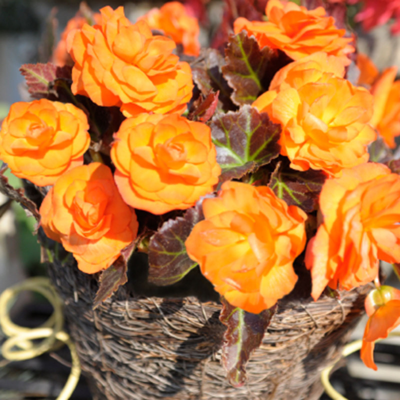 Begonia T. Nonstop® Mocca