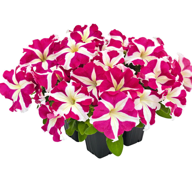Petunia G. SUCCESS! HD