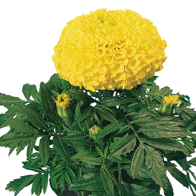 Tagetes erecta Discovery