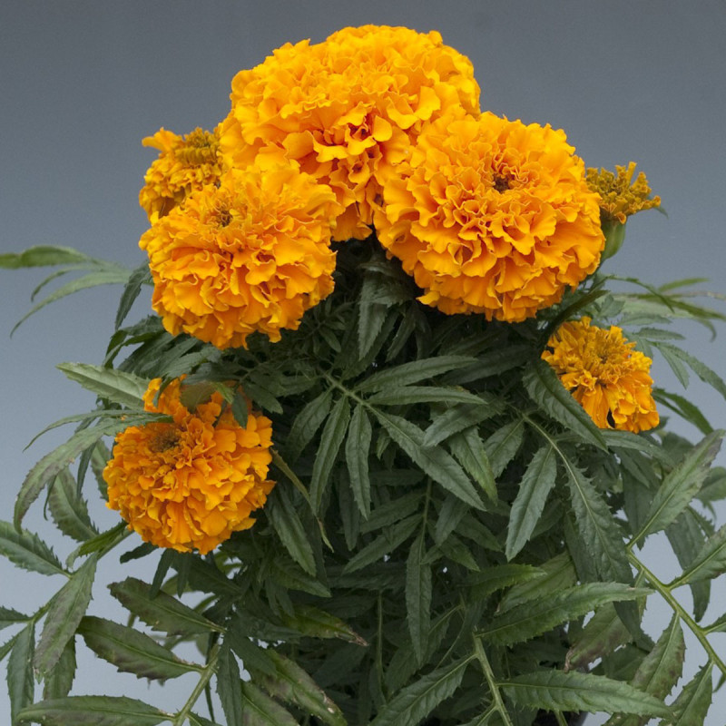 Tagetes erecta Discovery