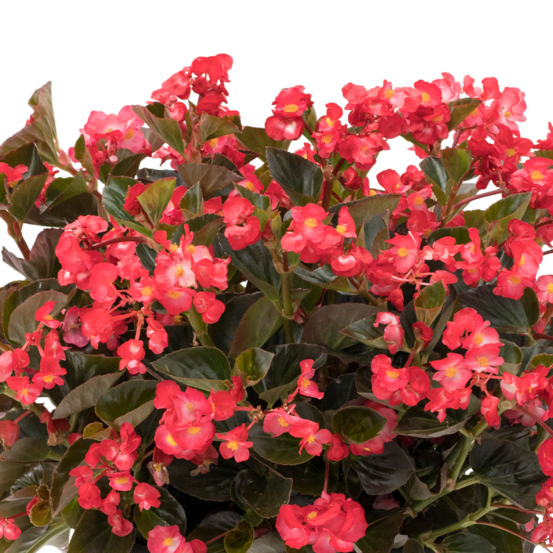 Begonia F. Viking