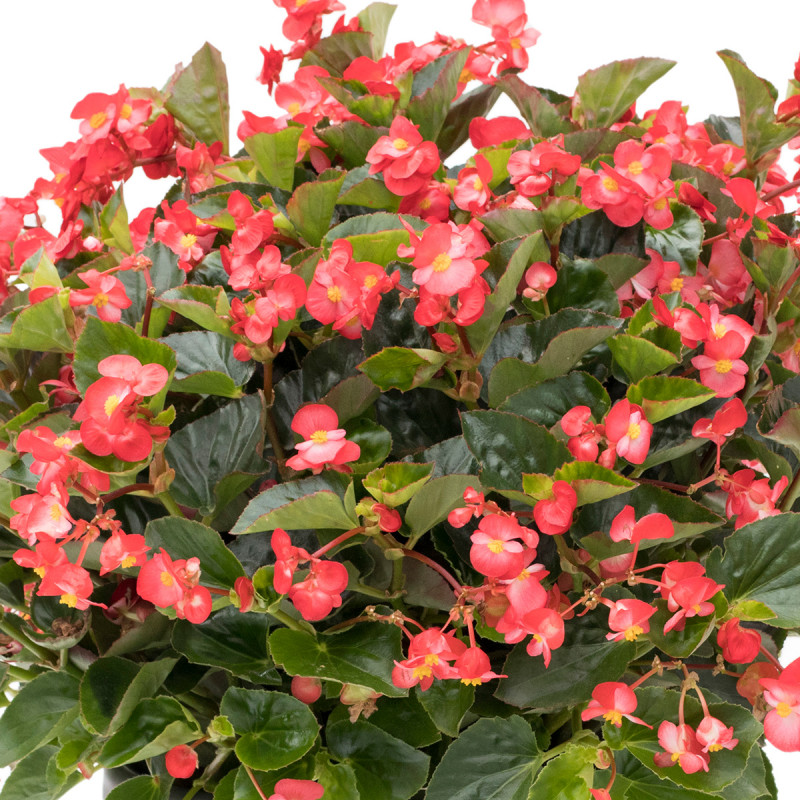 Begonia F. Viking