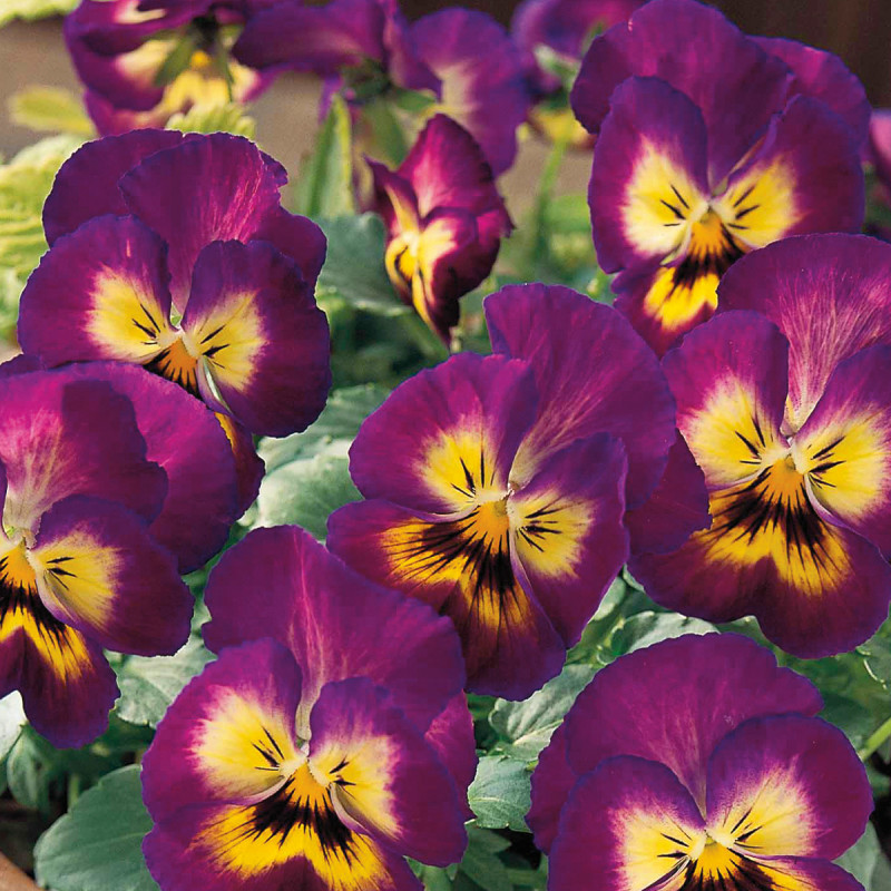 Viola ColorMax