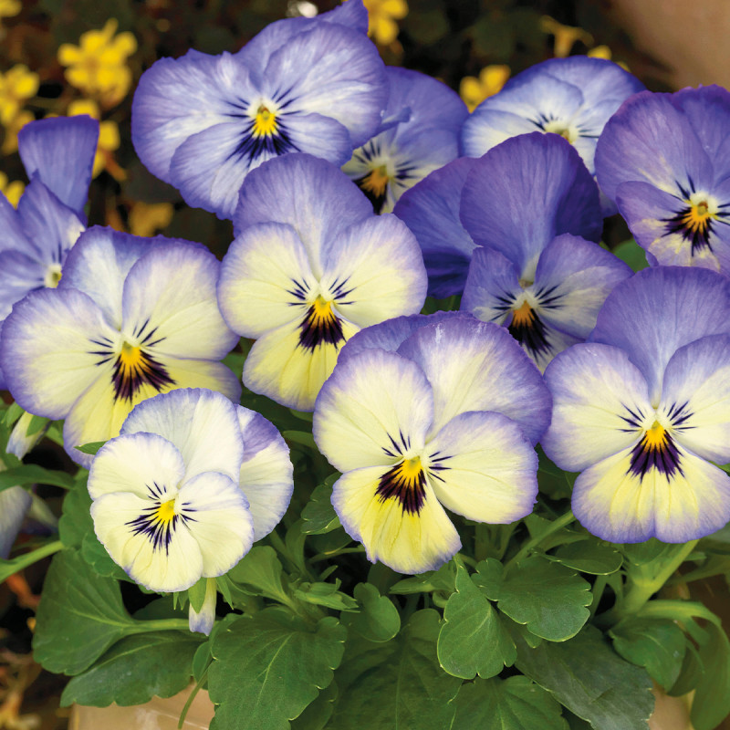 Viola ColorMax