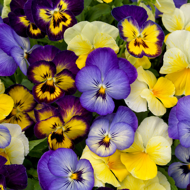 Viola ColorMax