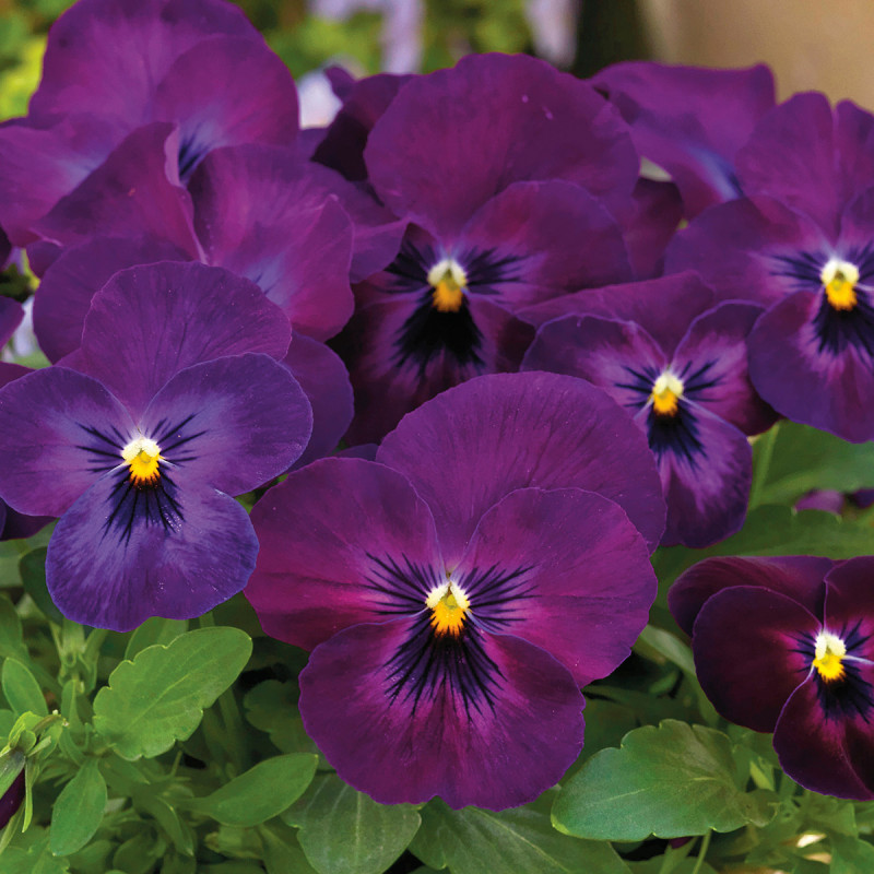 Viola ColorMax