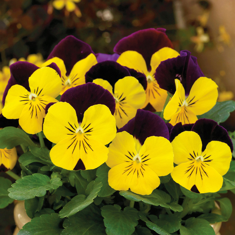 Viola ColorMax